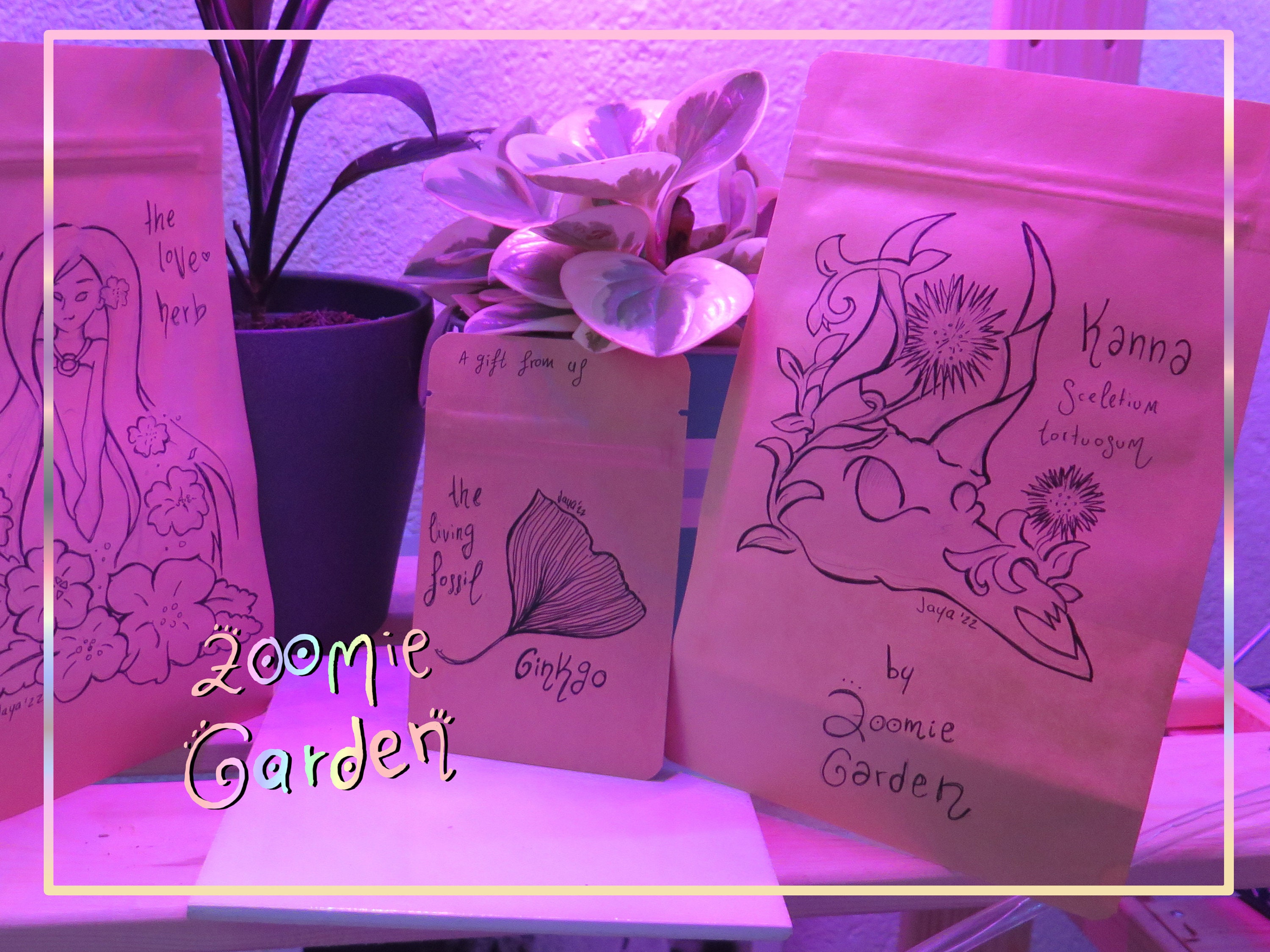 Kanna Sceletium Tortuosum 10g Shredded or Powder | Etsy