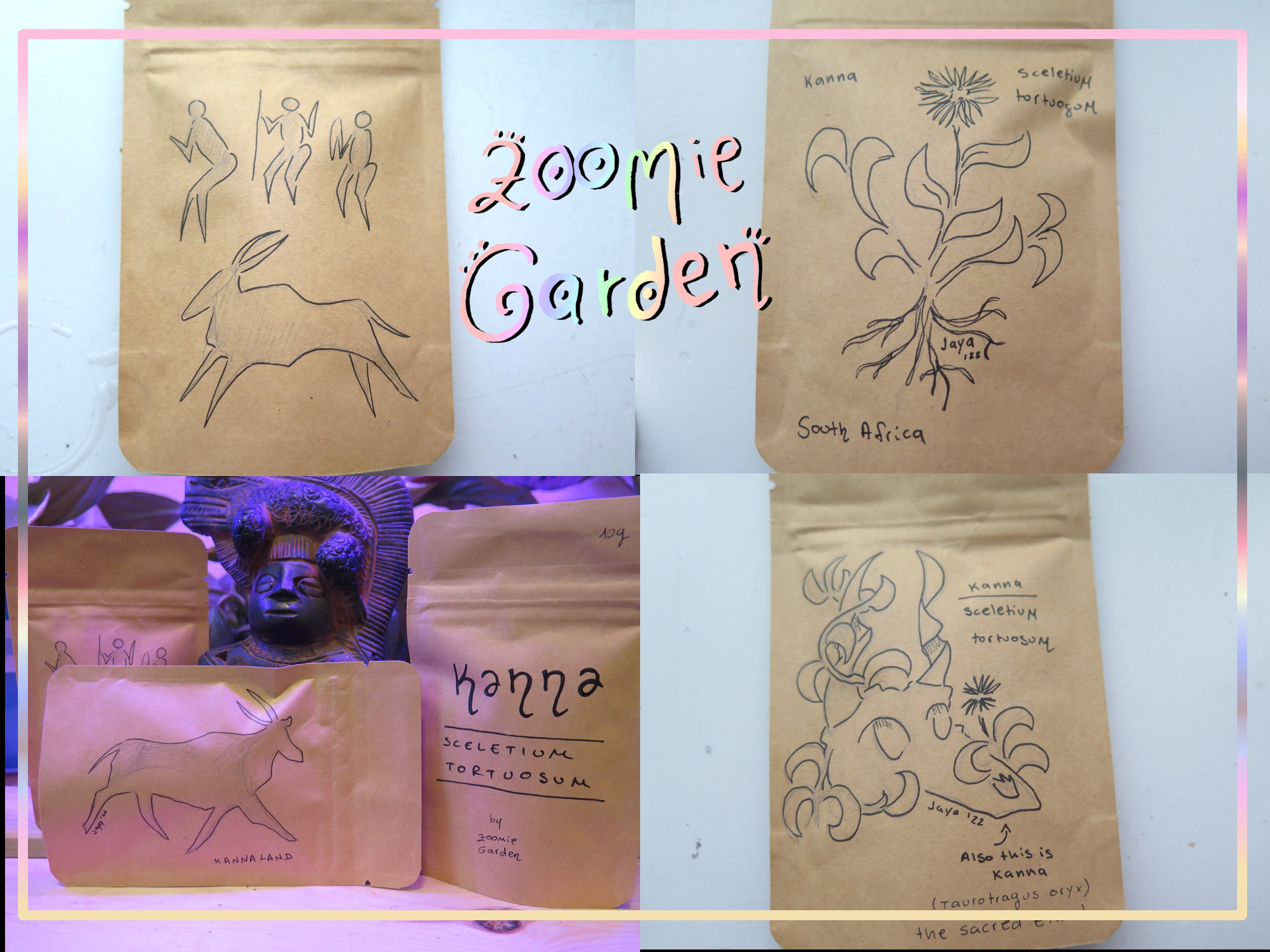 Kanna Sceletium Tortuosum 10g Shredded or Powder | Etsy