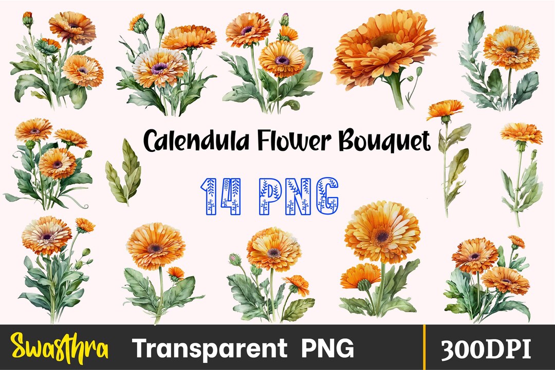 Calendula Flowers HD PNG, October Birth Flower PNG, Birth Month Flower ...