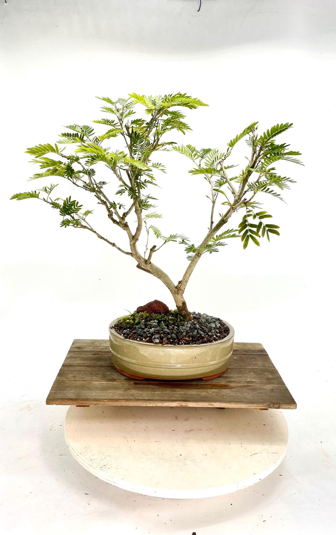 Surinamese Stick Pea Powder Puff Bonsai Tree Mini Landscape, "tropics ...