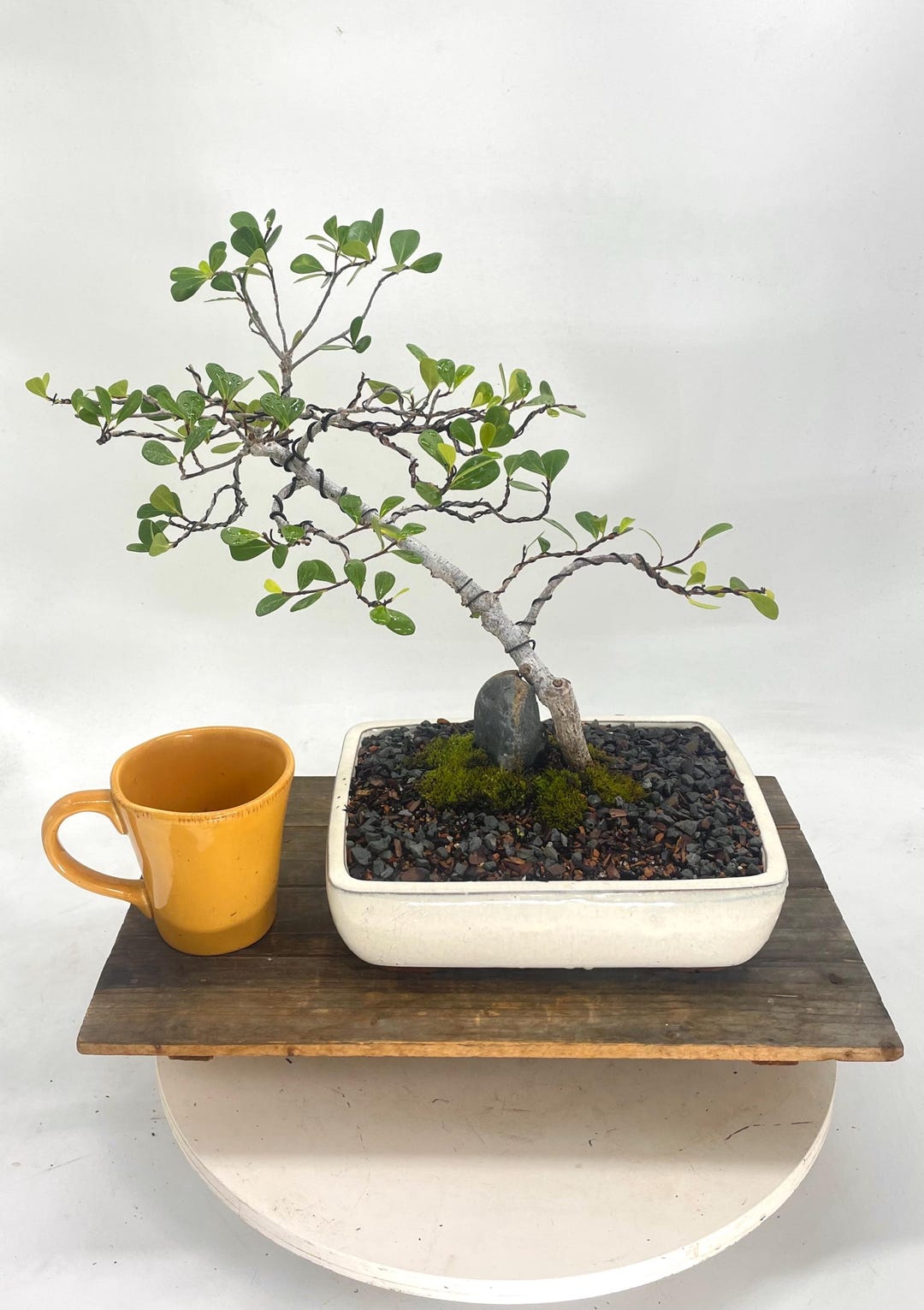 Dwarf Ficus Triangularis Bonsai Tree: Glazed Pot, Rare Indoor Plant - Etsy
