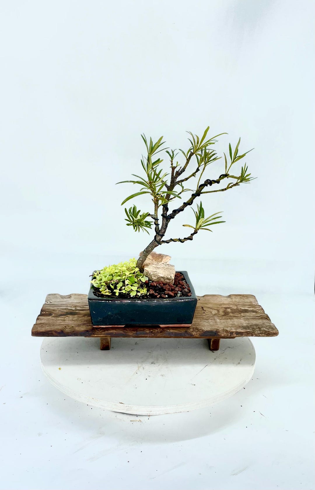 Dwarf Pringles Buddha Pine Bonsai Tree of Course It is Real Collection ...