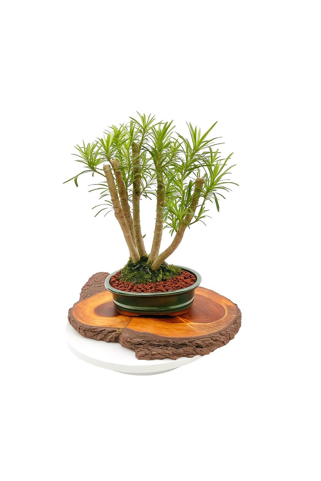 Buddha Pine Bonsai Tree Clump Forest Grouping - Etsy
