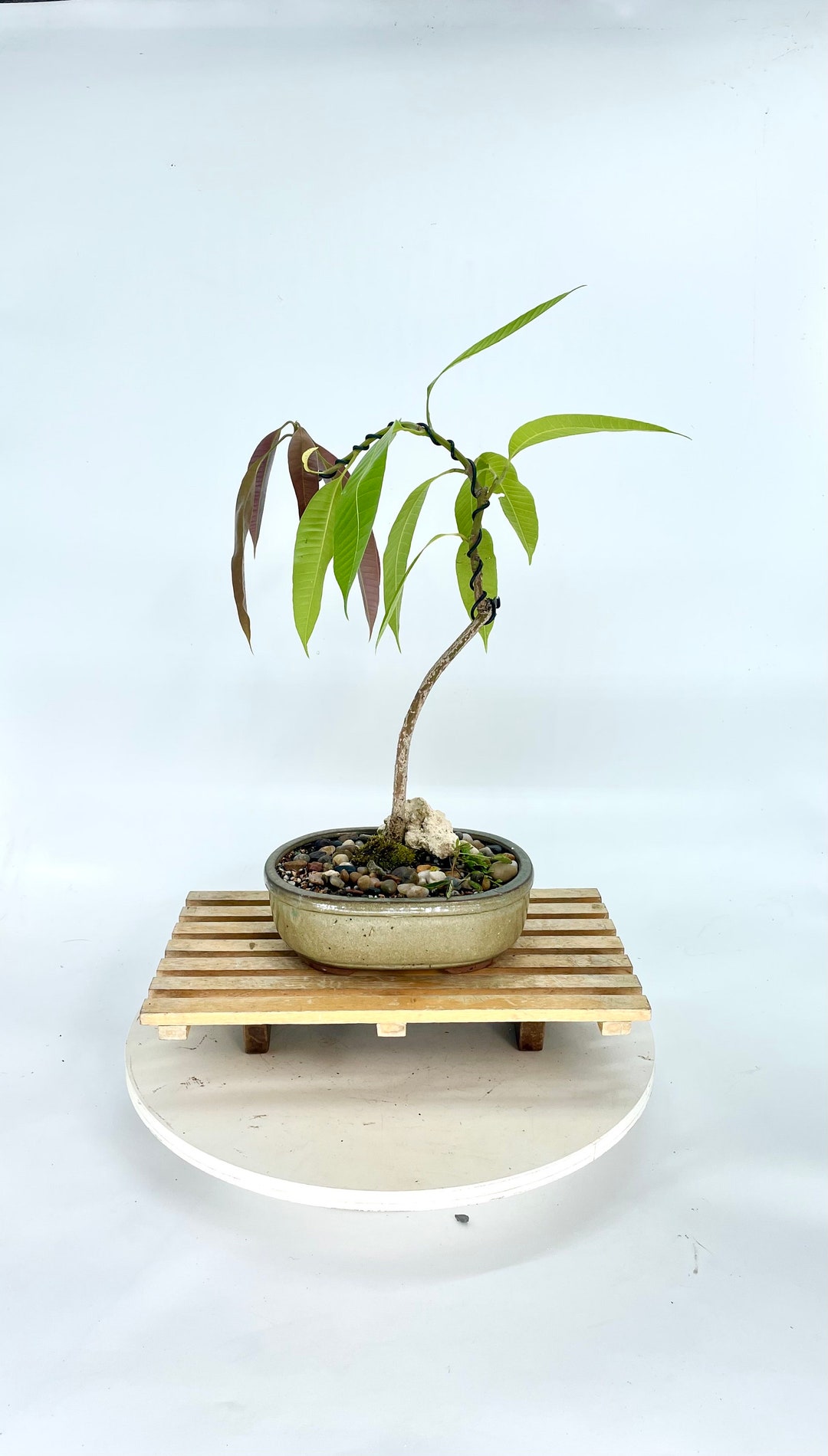 Thai Mango Bonsai Tree, "exotic Fruit" Collection From Samurai Bonsai ...