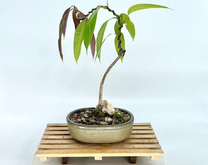 Thai Mango Bonsai Tree, "exotic Fruit" Collection From Samurai Bonsai ...