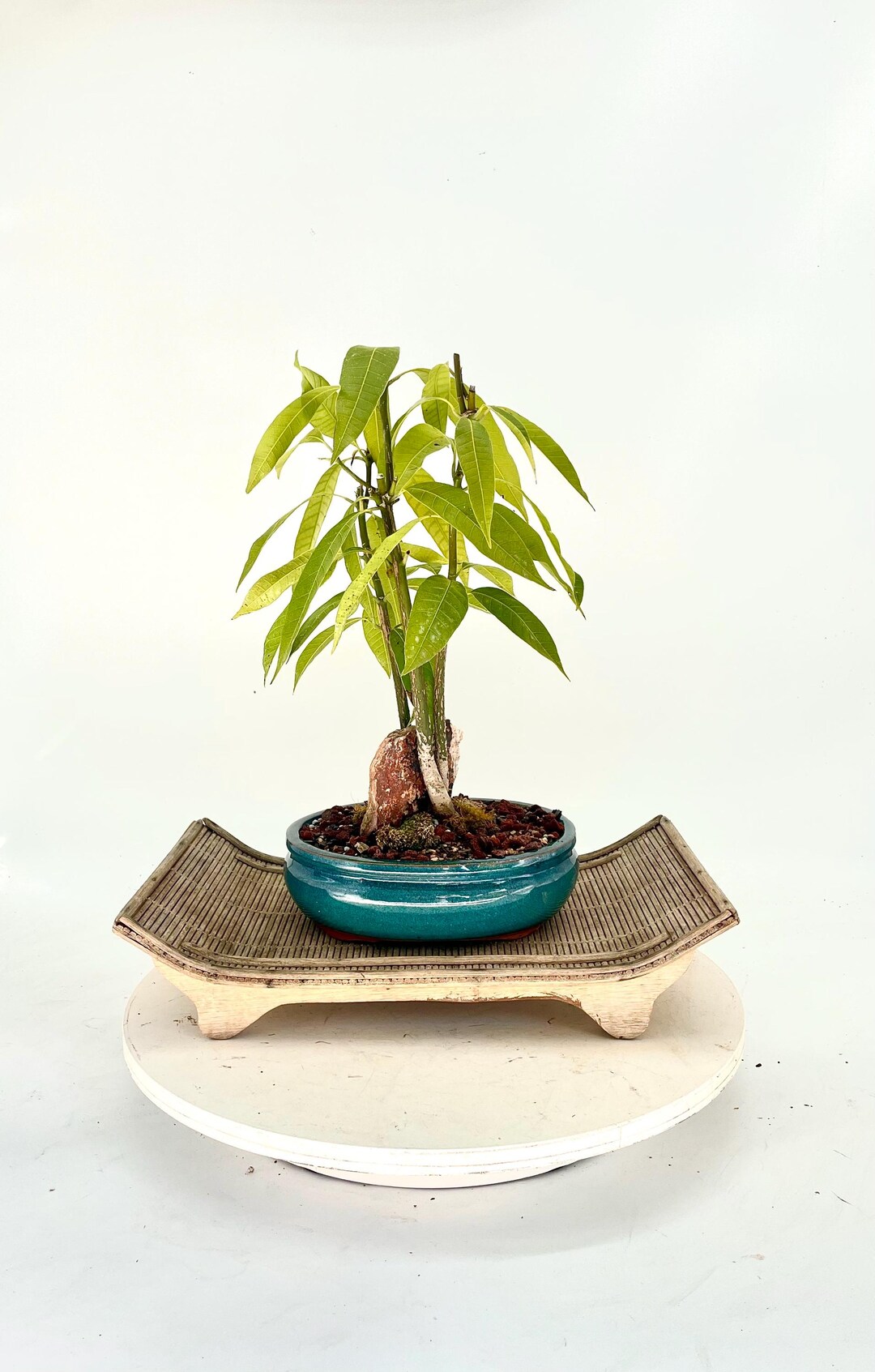 Thai Mango Bonsai Tree, "exotic Fruit" Collection From Samurai Bonsai ...