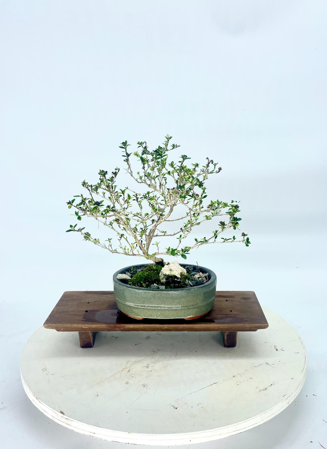 Japanese Serissa Snow Rose Bonsai Tree, "smallest Bloom" Collection ...