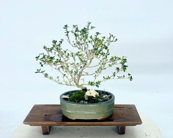 Serissa Variegated Foetida Bonsai Tree, "smallest Bloom" Collection ...