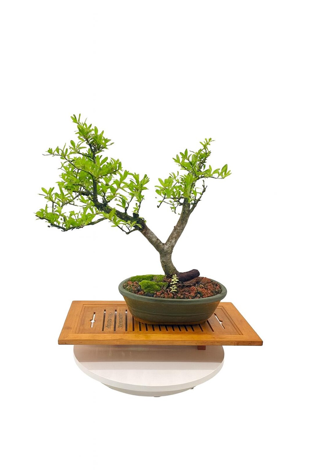 Firethorn Bonsai Tree, "happy, Go Lucky" Collection From Samurai Bonsai ...