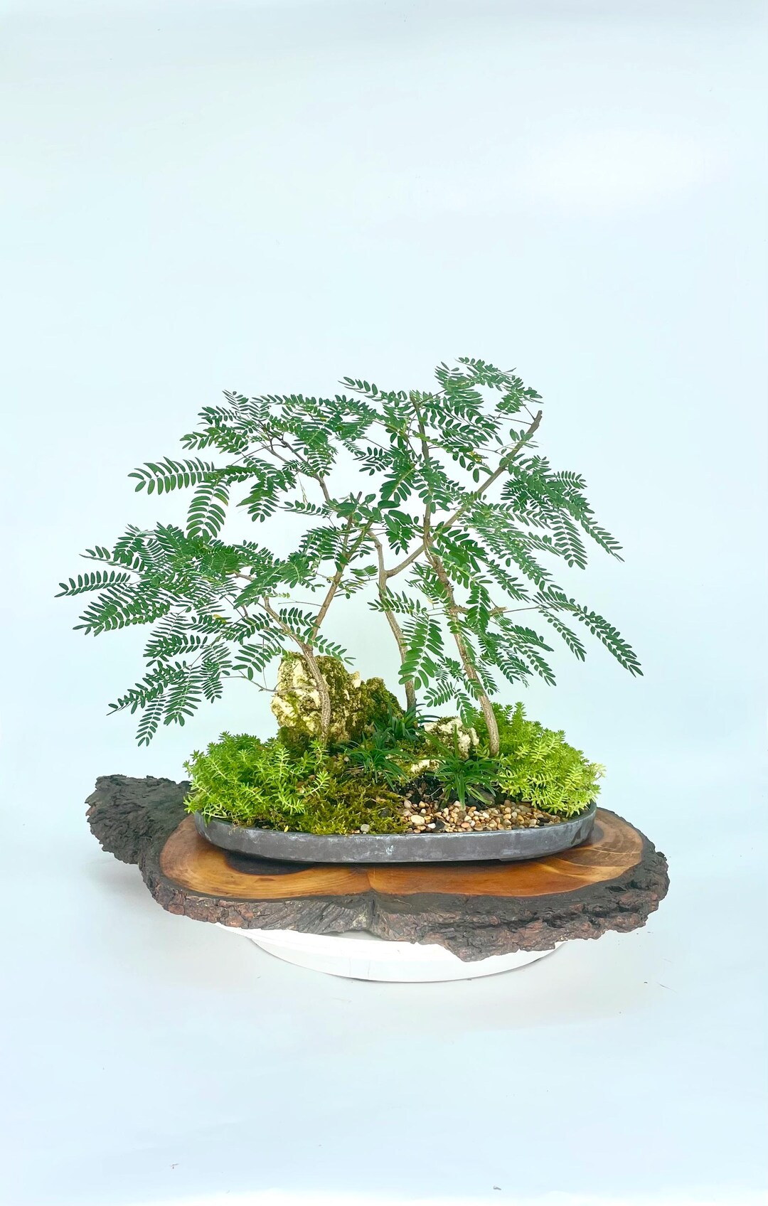 Lead Tree Landscape Composition leo's Magic Collection From Samurai ...