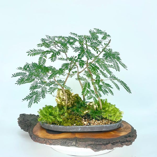 SamuraiBonsai - Etsy