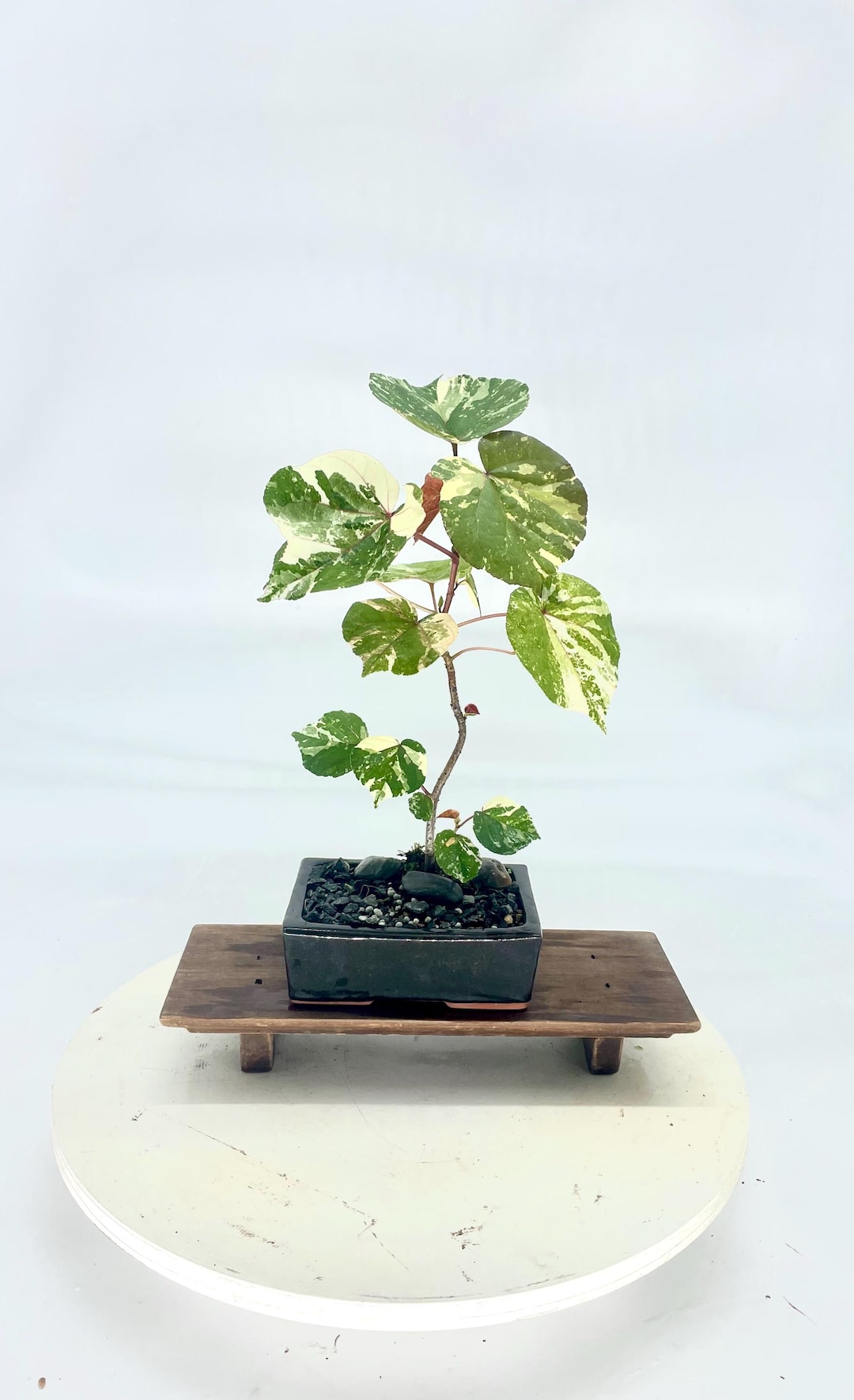 Variegated Sea Hibiscus Bonsai Tree, green Elegance Collection From ...