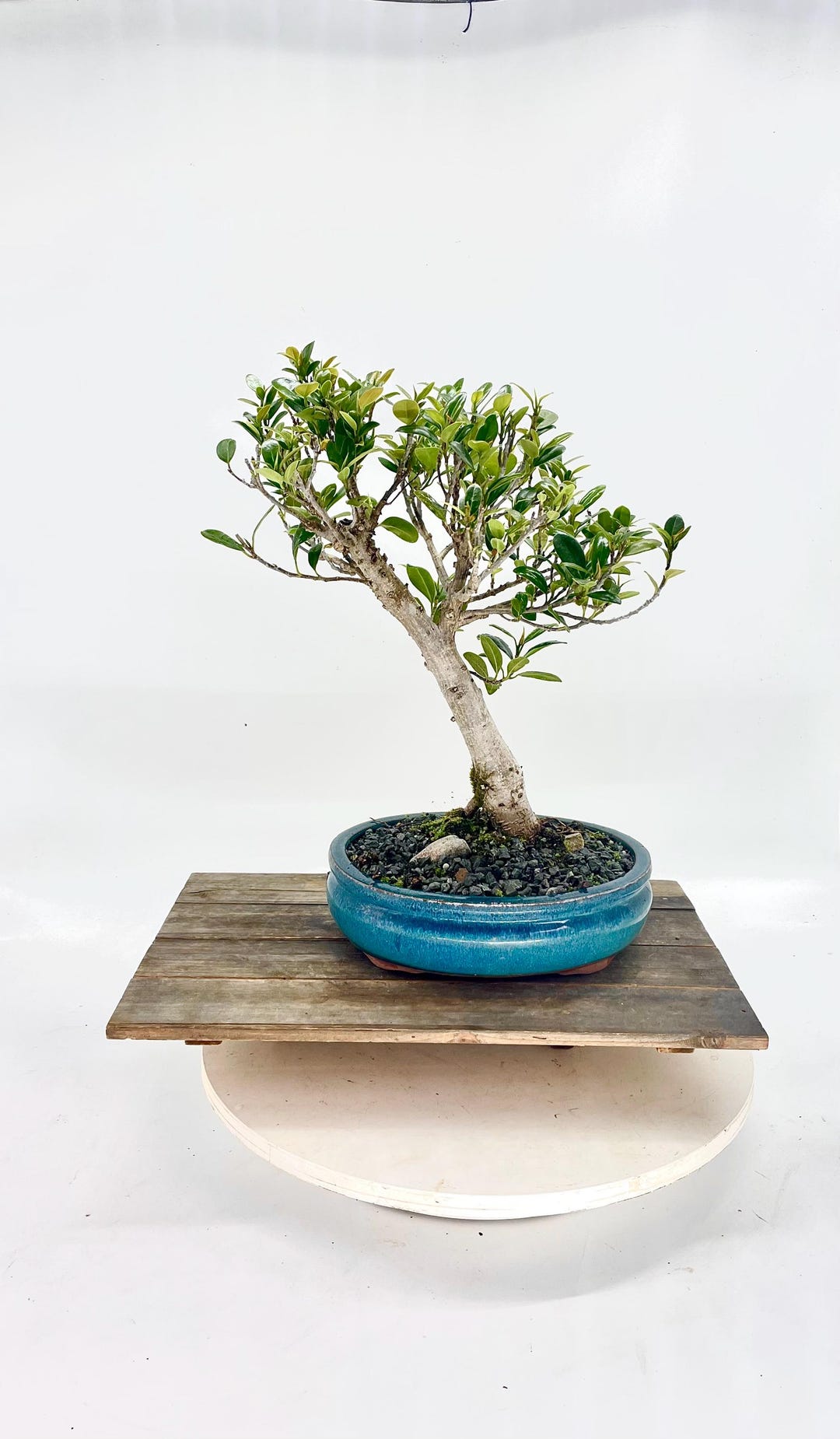 Kaneshiro Fig Bonsai Tree, "air Freshener" Collection From Samurai ...
