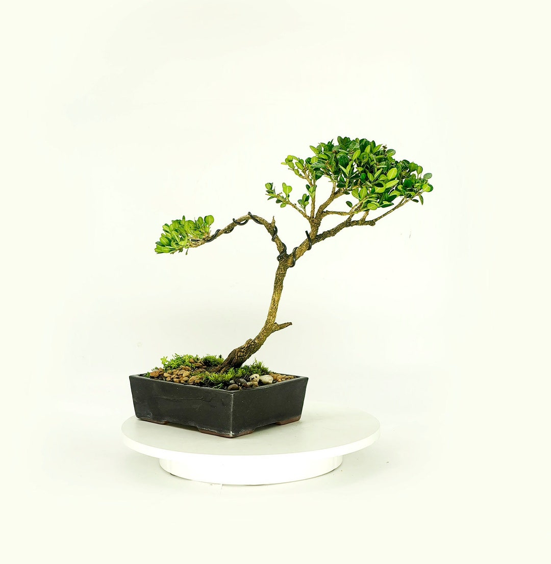 Japanese Boxwood Bonsai Tree, box Experience Collection From Samurai ...
