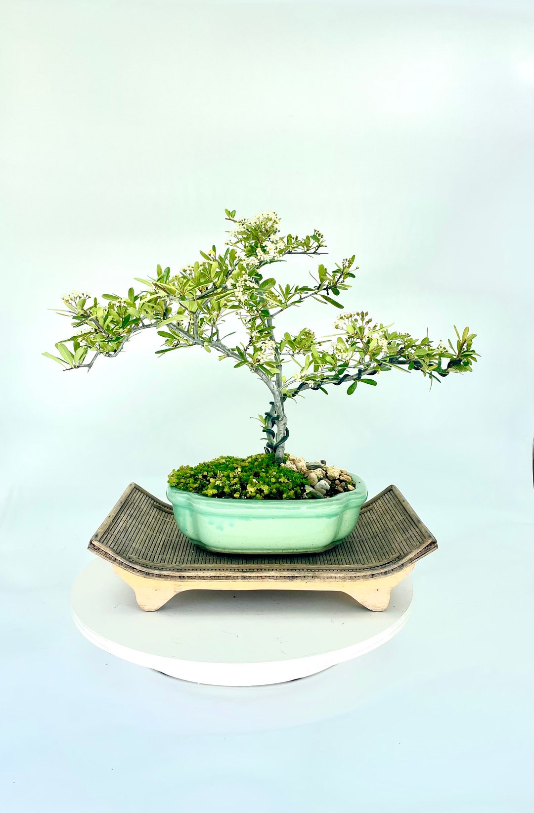 Firethorn Bonsai Tree, "wake up the World" Collection From Samurai ...