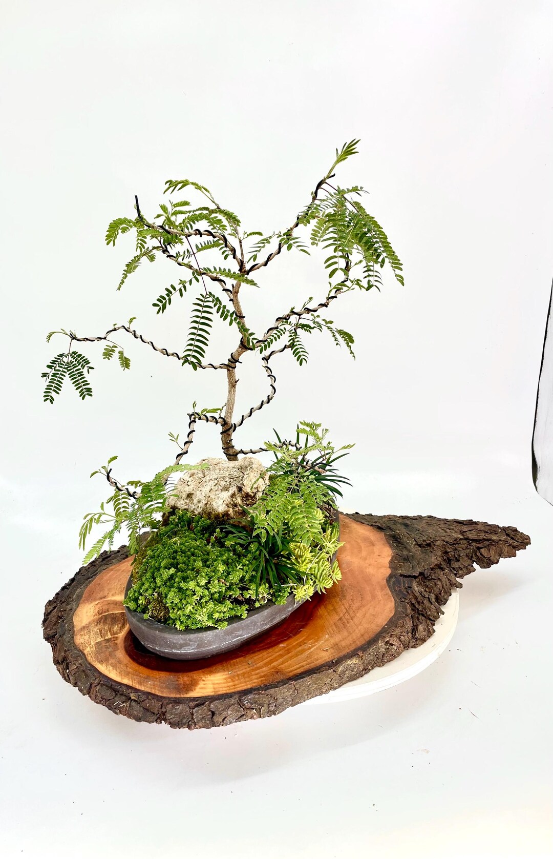 Lead Tree Landscape Composition "leo's Magic" Collection From Samurai ...