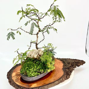 SamuraiBonsai (Ships from: the US) - Etsy