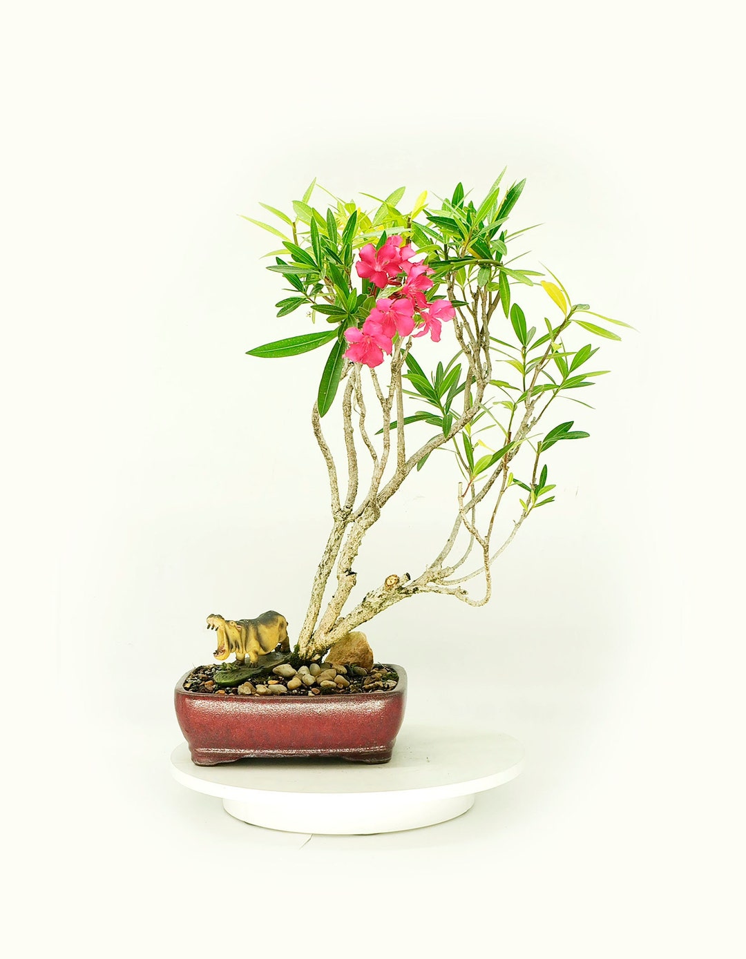 Pink Oleander Bonsai Tree, "grace" Collection From Samurai Bonsai - Etsy