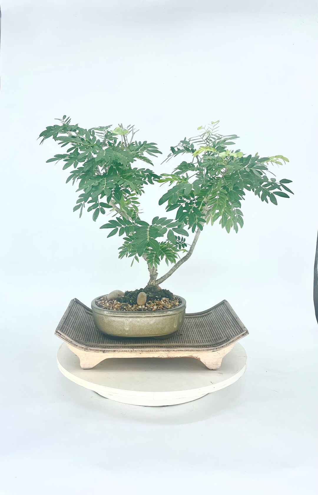 White Powder Puff (rare) Bonsai Tree, "wake up the World" Collection ...