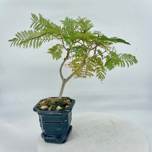 Jacaranda Bonsai Trees - Etsy