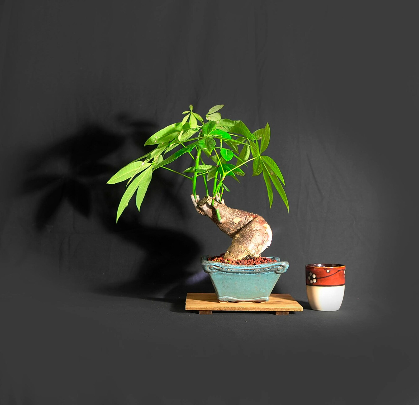 Mature Money Tree bonsai Inaugural Collection | Etsy