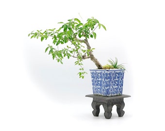 Bonsai Tree Live - Etsy
