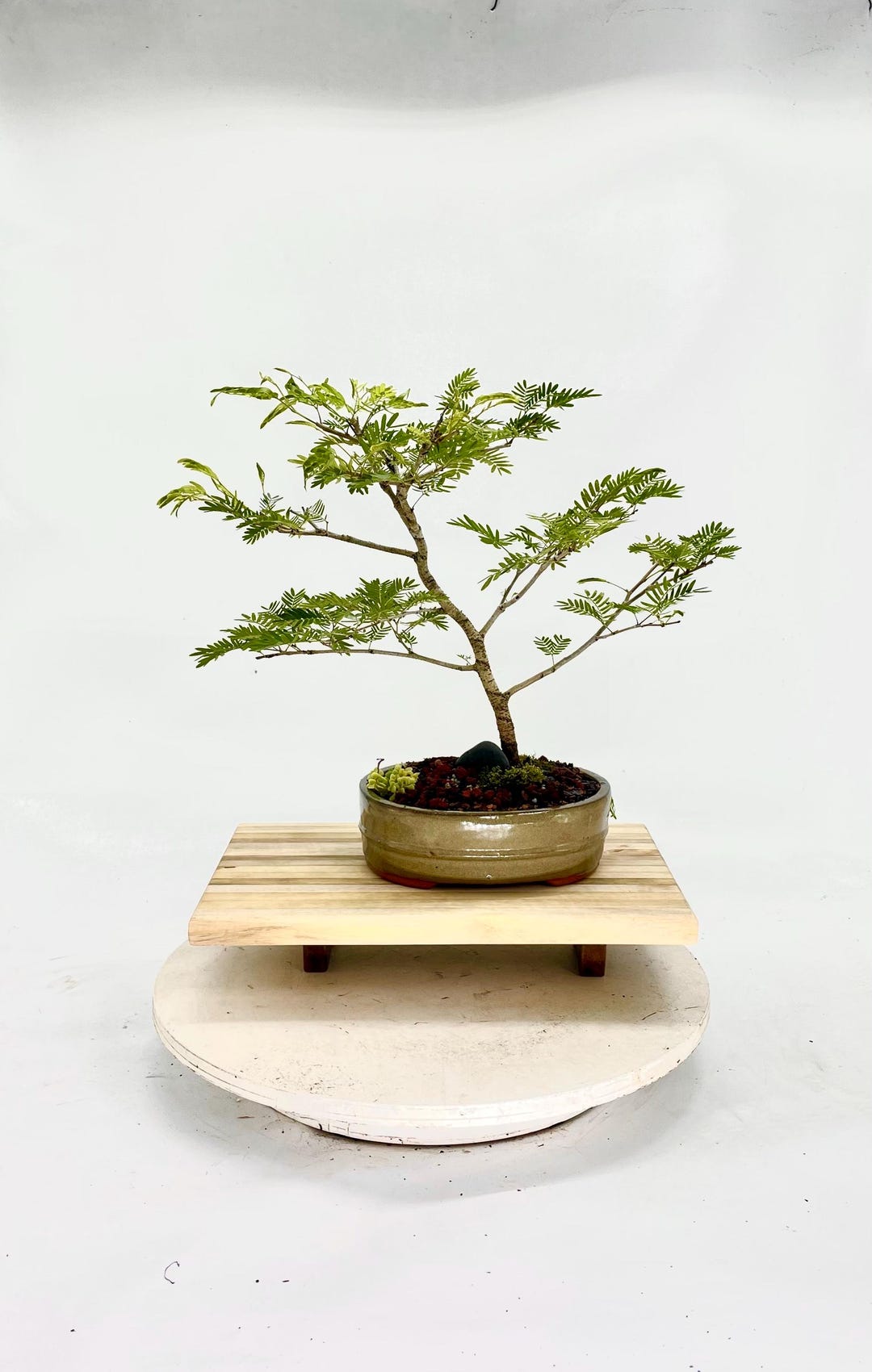 Surinamese Stick Pea Powder Puff Bonsai Tree Mini Landscape, "tropics ...