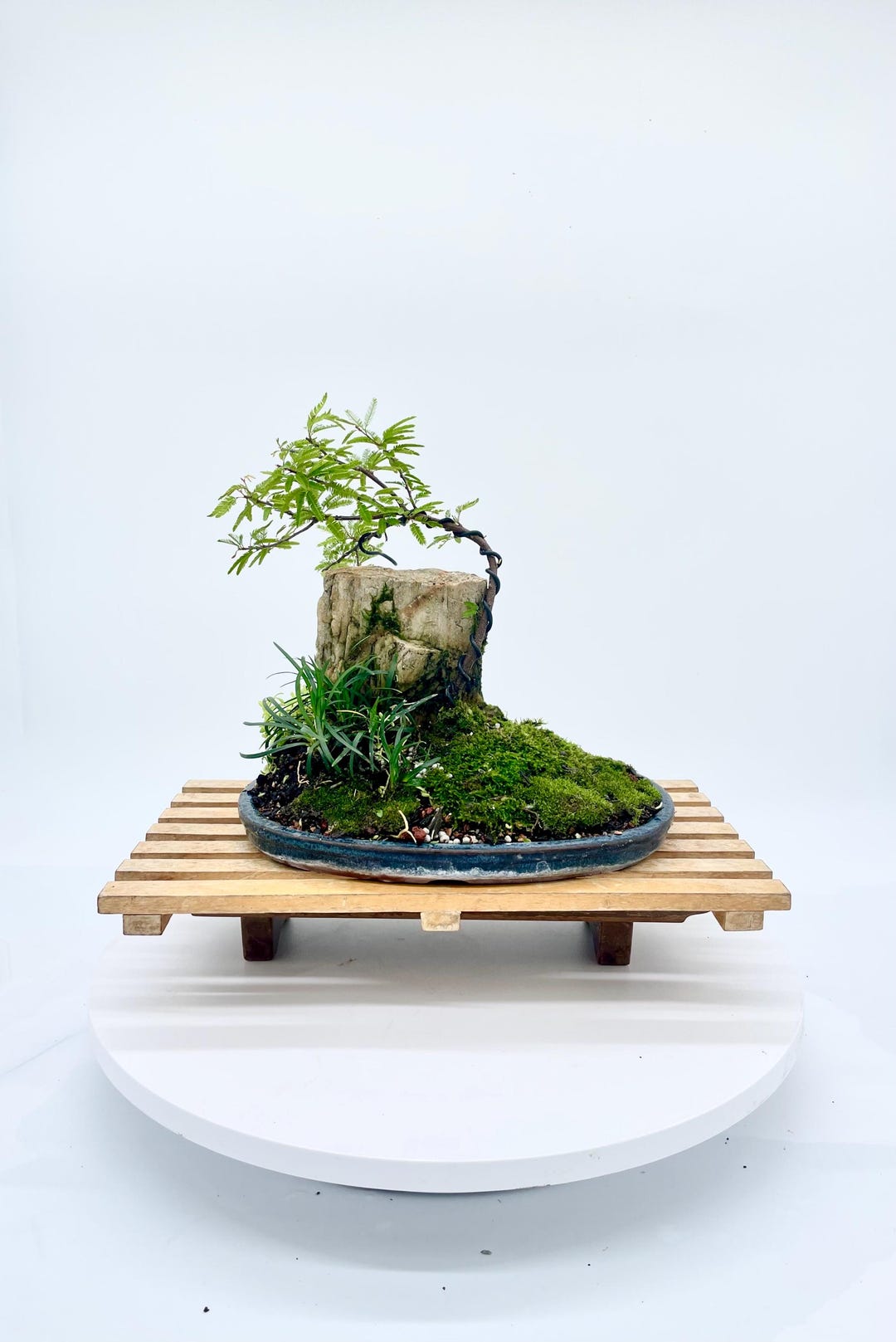 Dwarf Japanese Powder Puff Bonsai – Styled Over Natural Stone Landscape ...