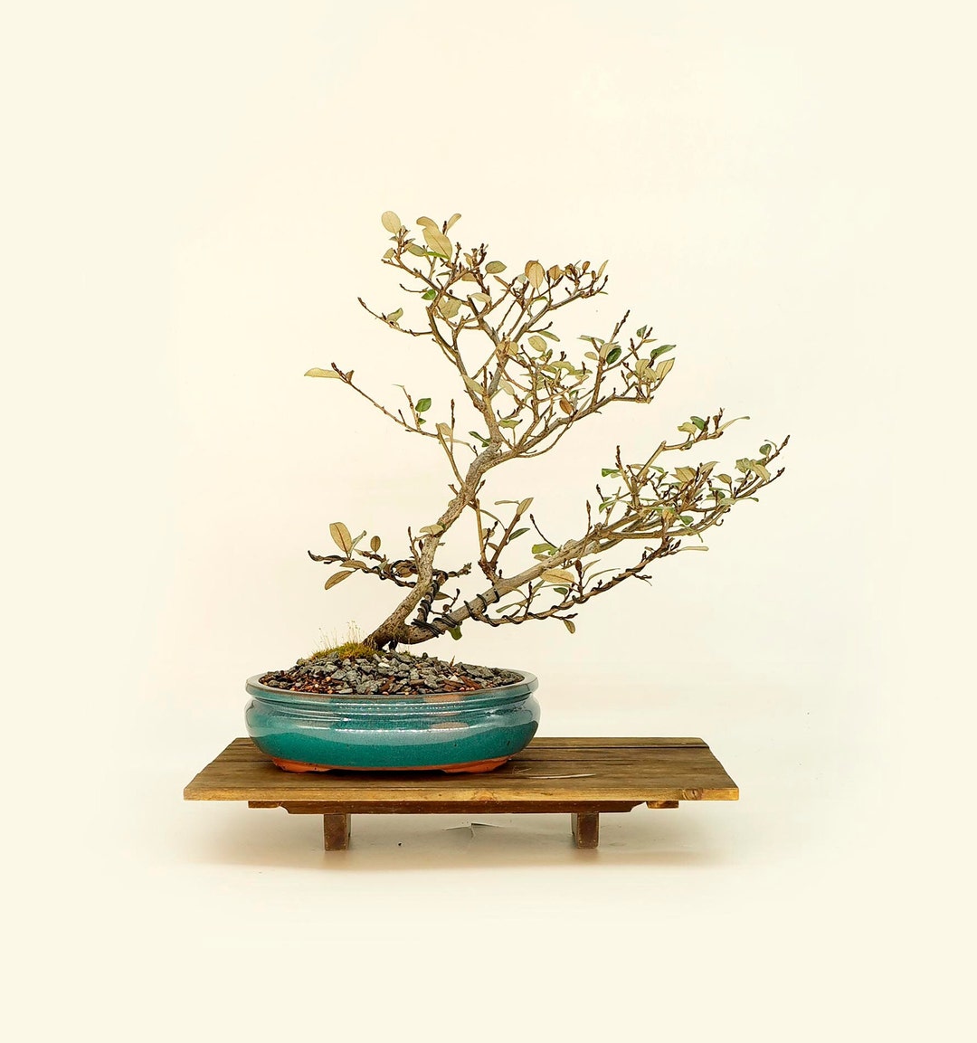 Japanese Elaeagnus Bonsai Tree, will Do You Good Collection From ...