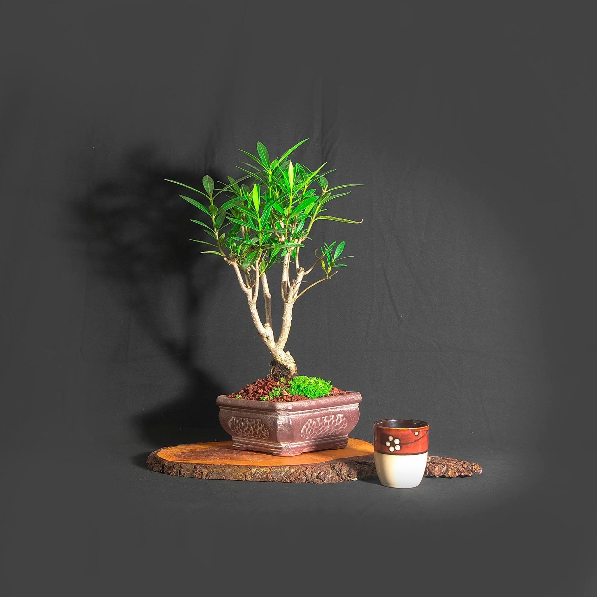 Outdoor & Gardening Home & Living Oleander bonsai tree Original ...