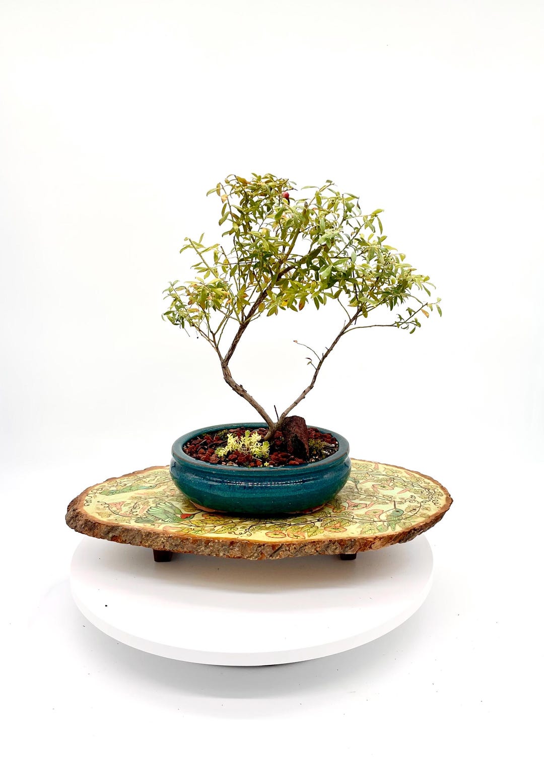 Native Blueberry Bonsai Tree , "samurai Garden" From Samuraibonsai - Etsy