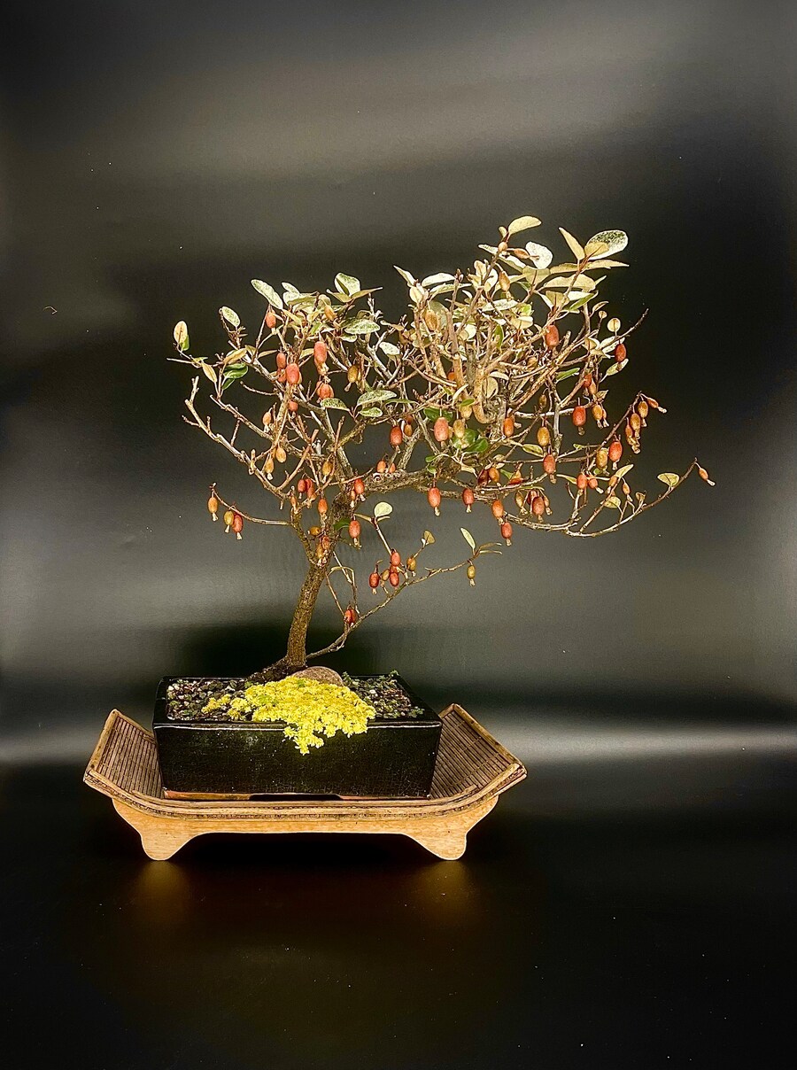 SamuraiBonsai - Etsy