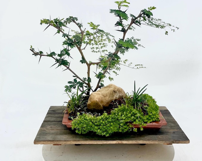 Mexican Bullhorn Acacia Bonsai Tree, "winter Showcase" Collection From ...