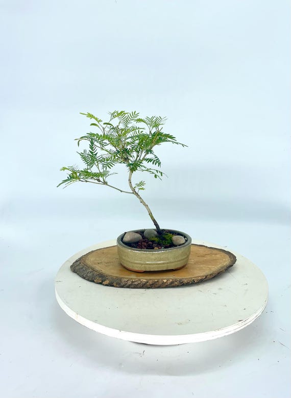 Surinamese Stick Pea Powder Puff Bonsai Tree winter Showcase Collection From Samurai Bonsai Etsy Canada