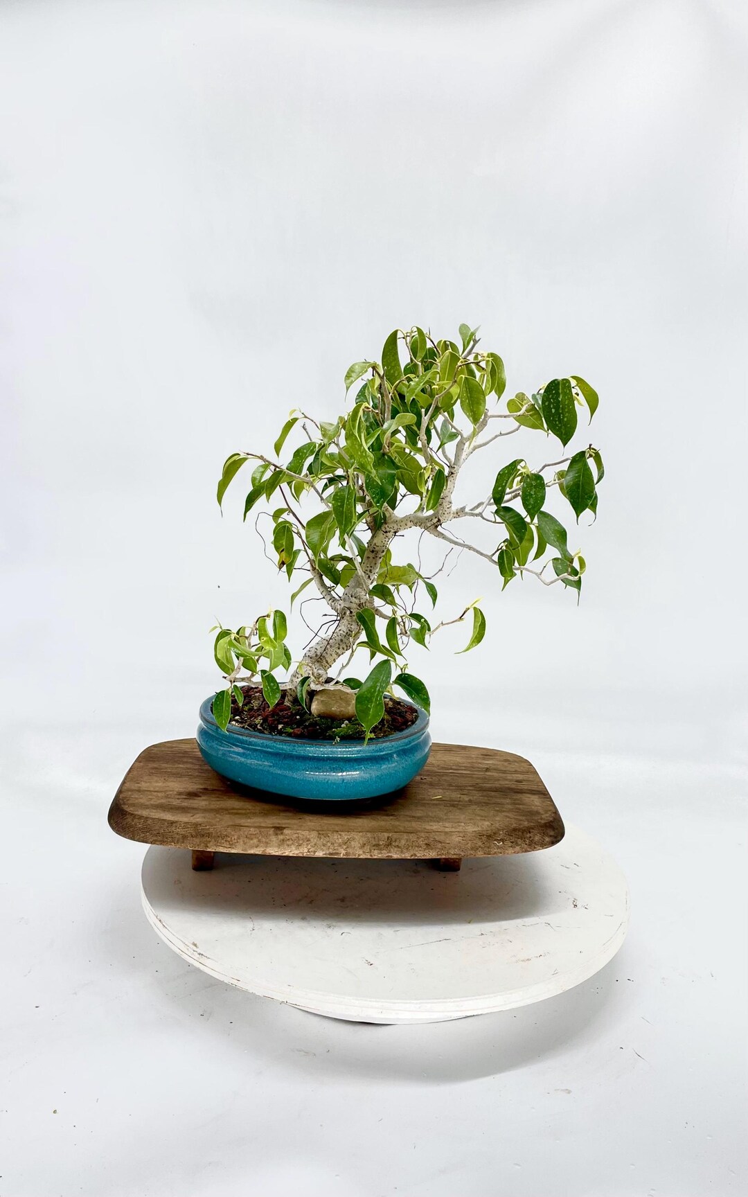 Ficus Wiandi Bonsai Tree, "ficus Experience" Collection From Samurai ...