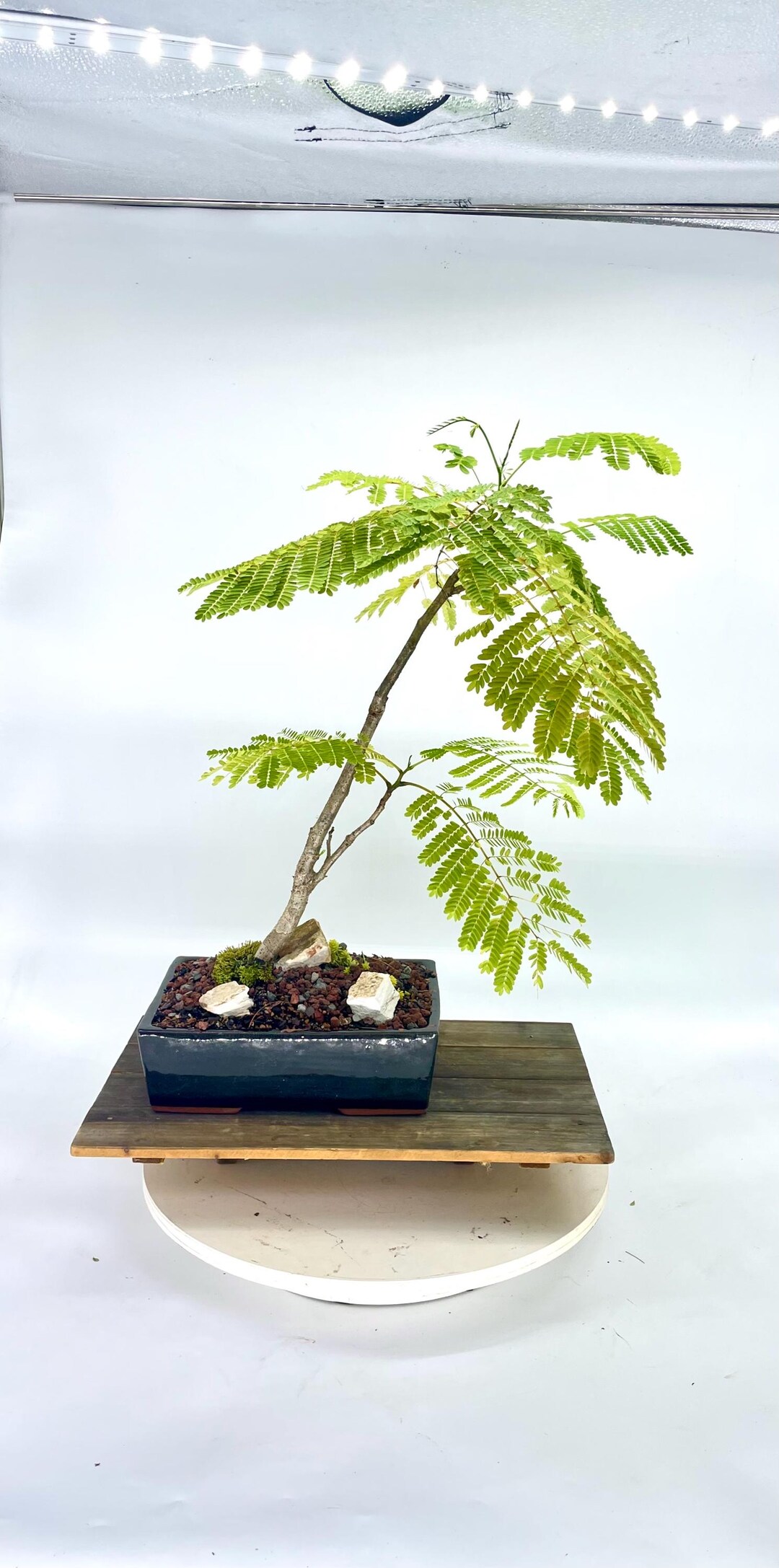 Red Flamboyant Poinciana Bonsai Tree, wake up the World Collection From ...