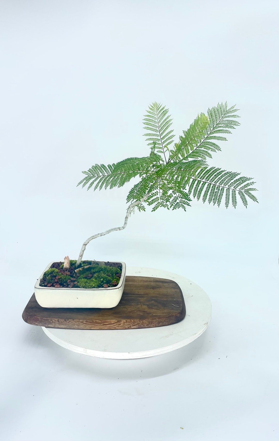 Jacaranda Bonsai Tree, jacaranda Experience Collection From Samurai ...