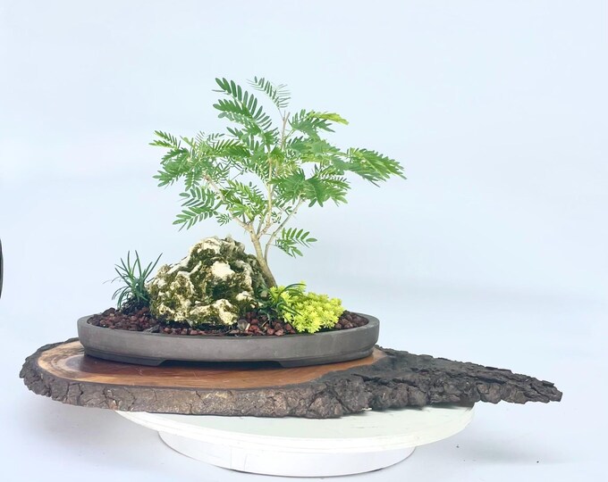Surinamese Stick Pea Powder Puff Bonsai Tree Mini Landscape, "winter ...