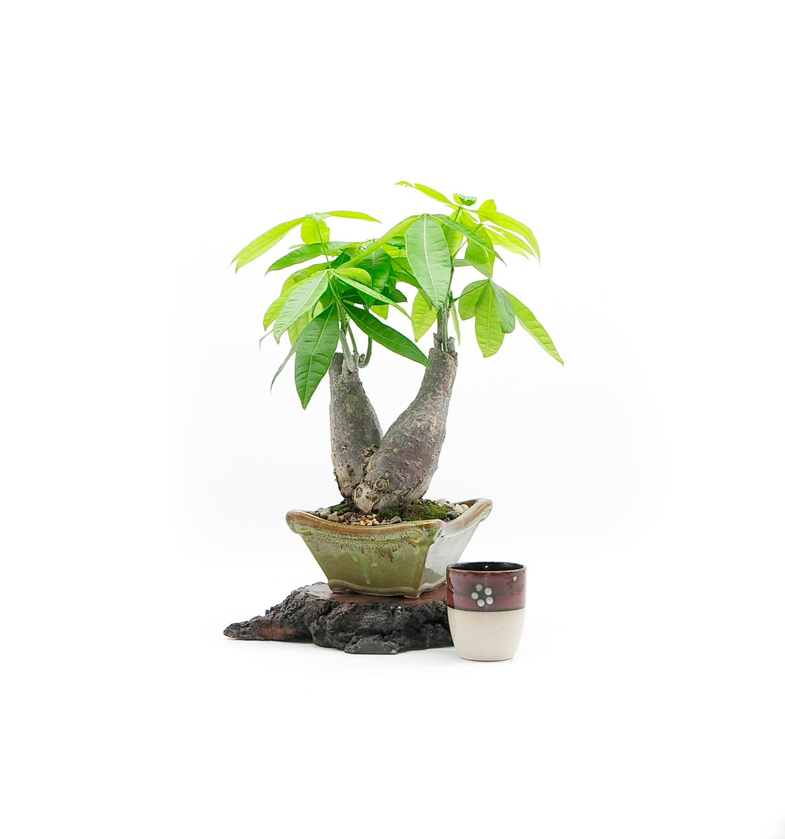 Mature Money Tree Bonsai wake up the World - Etsy