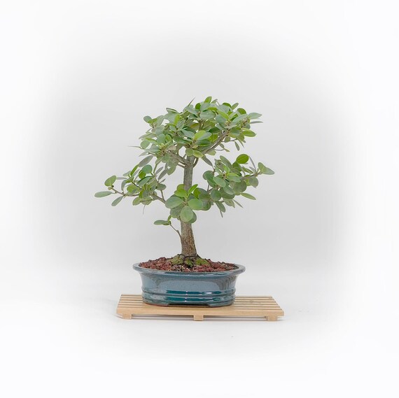Outdoor & Gardening Home & Living Oleander bonsai tree Original ...