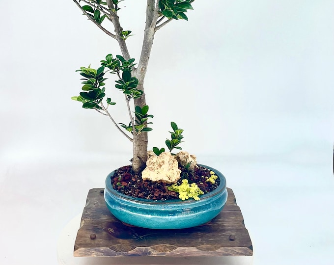 Ficus Green Gem (rare) Bonsai Tree, "mood Changer" Collection From ...