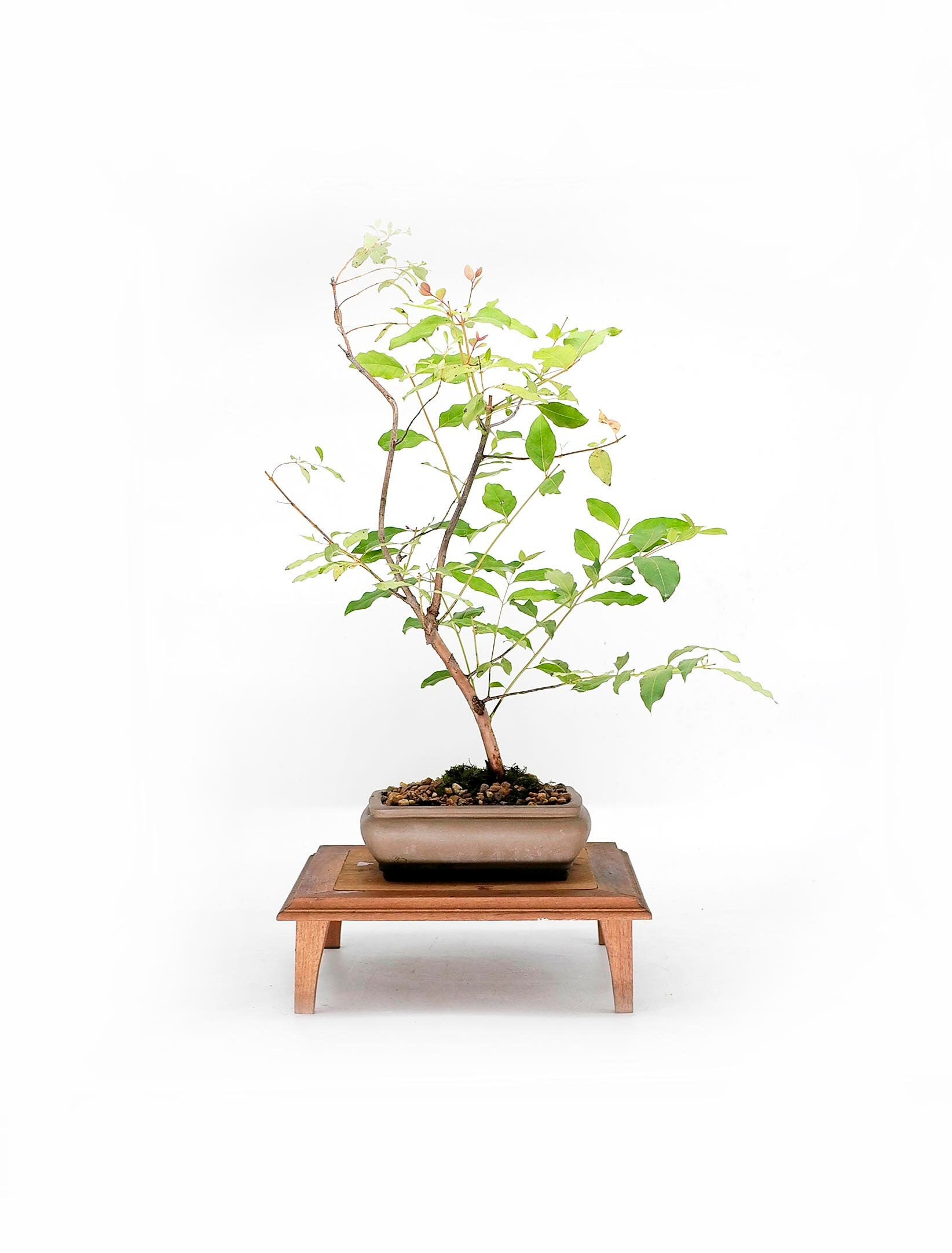 Rainbow Eucalyptus Bonsai Tree