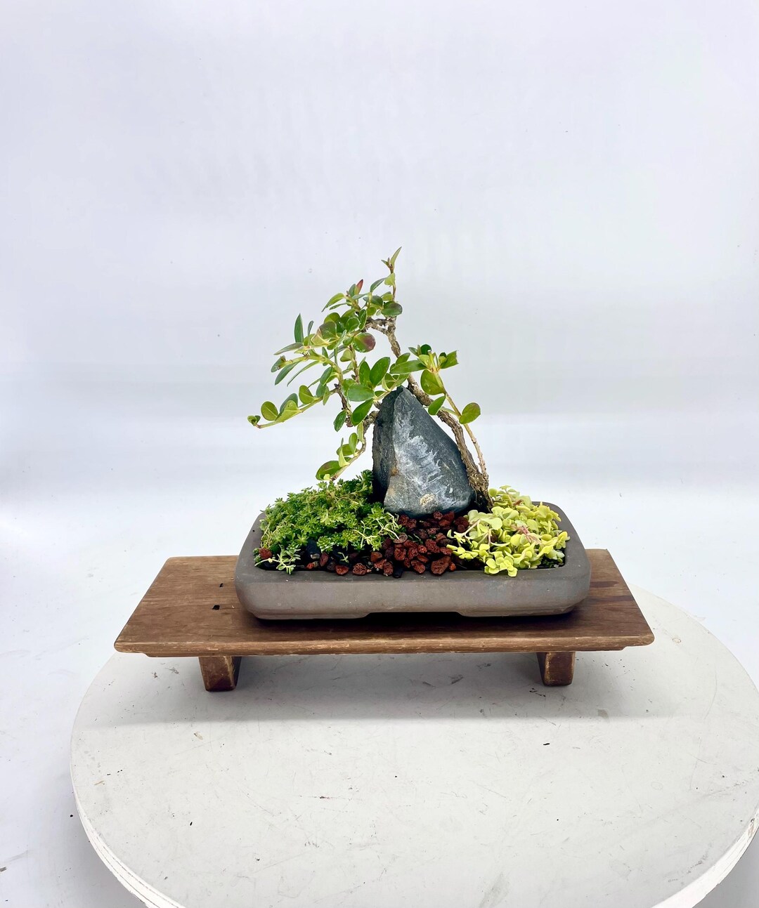 Emerald Blanket Dwarf Natal Plum Bonsai Tree, "oxygen Intake ...