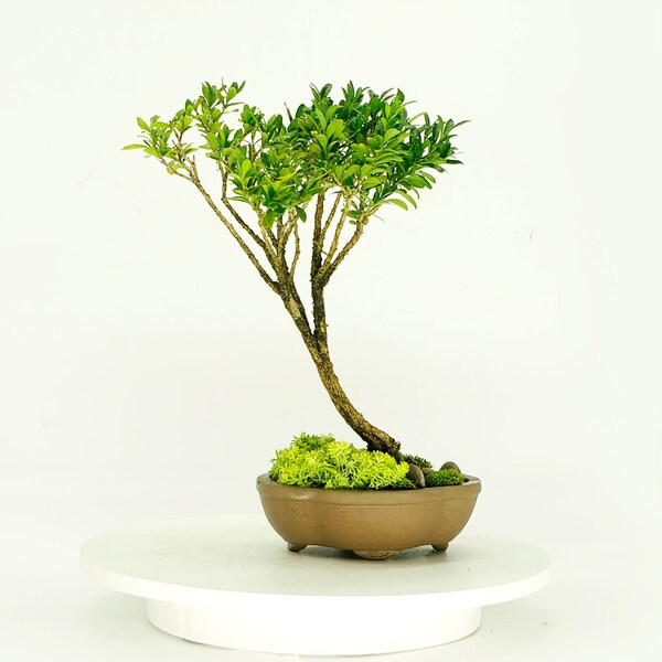 Boxwood Bonsai Tree - Etsy