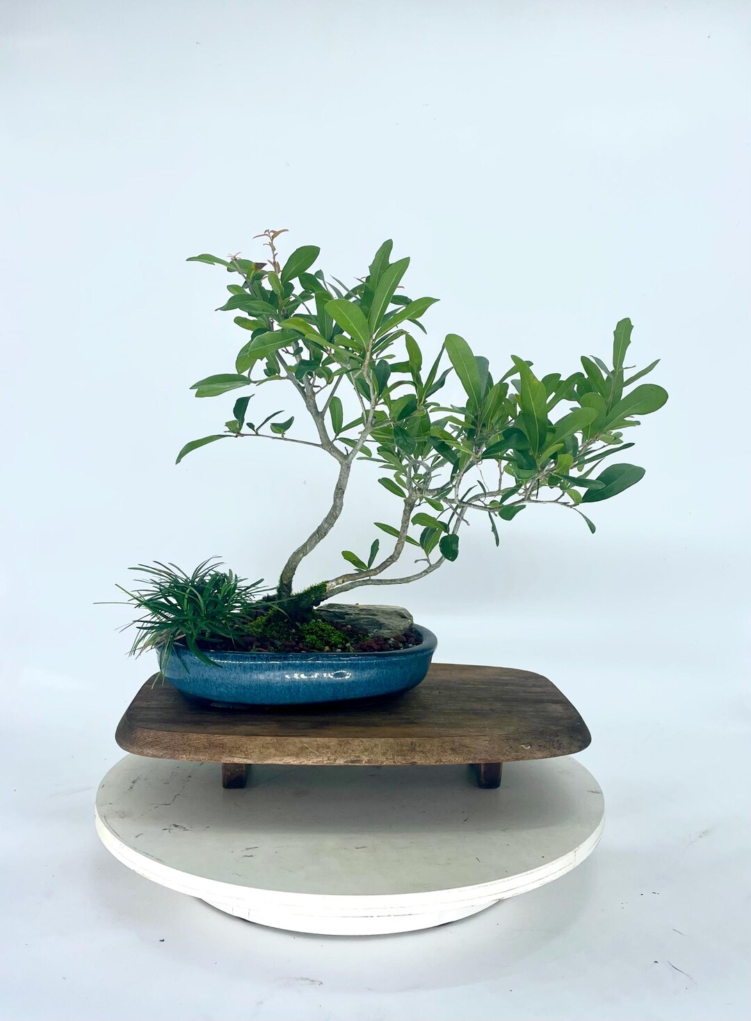 Southern Live Oak Bonsai Tree, home Therapy From Samurai Bonsai - Etsy