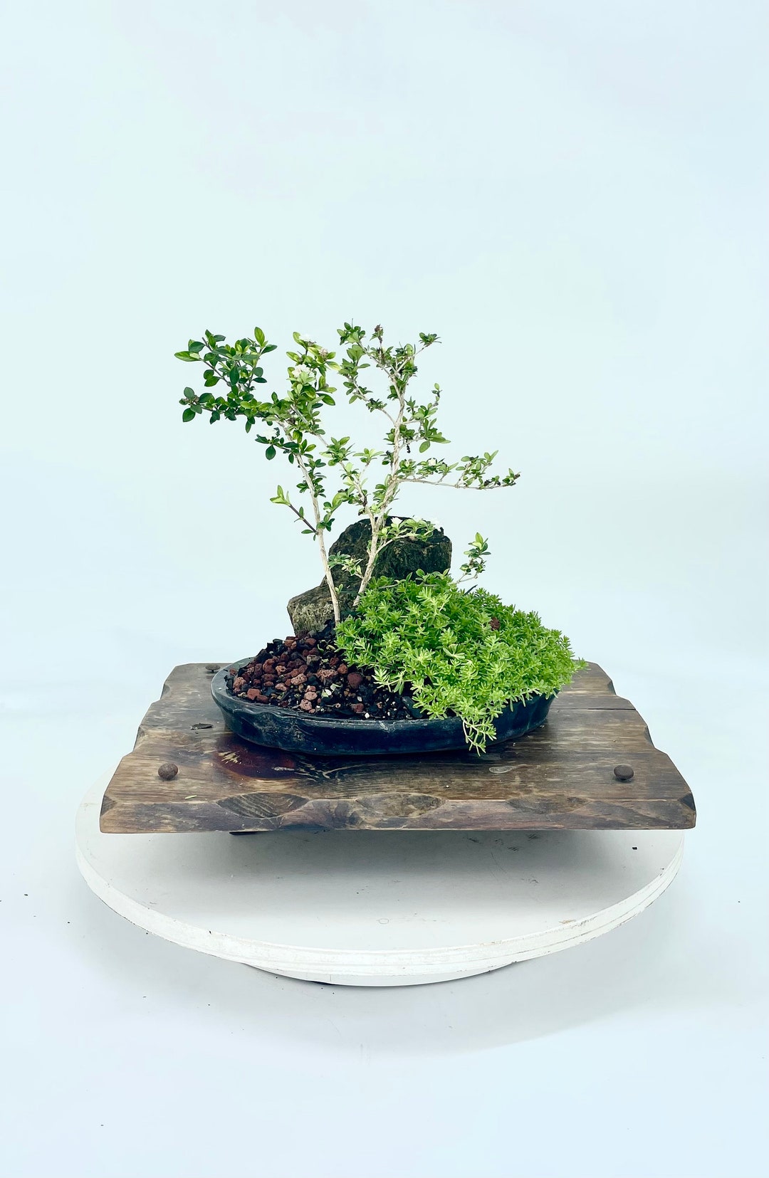 Japanese Serissa Snow Rose Bonsai Tree, smallest Bloom Collection From ...