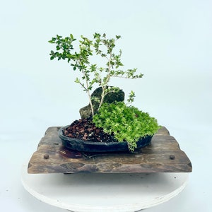 Japanese Serissa Snow Rose Bonsai Tree, smallest Bloom Collection From ...