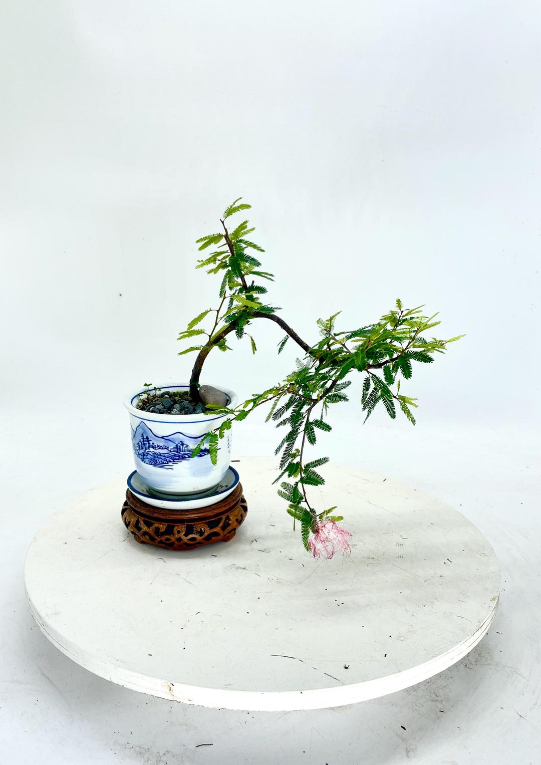 Dwarf Brazilian Powder Puff Bonsai Tree, "wake up the World" Collection ...