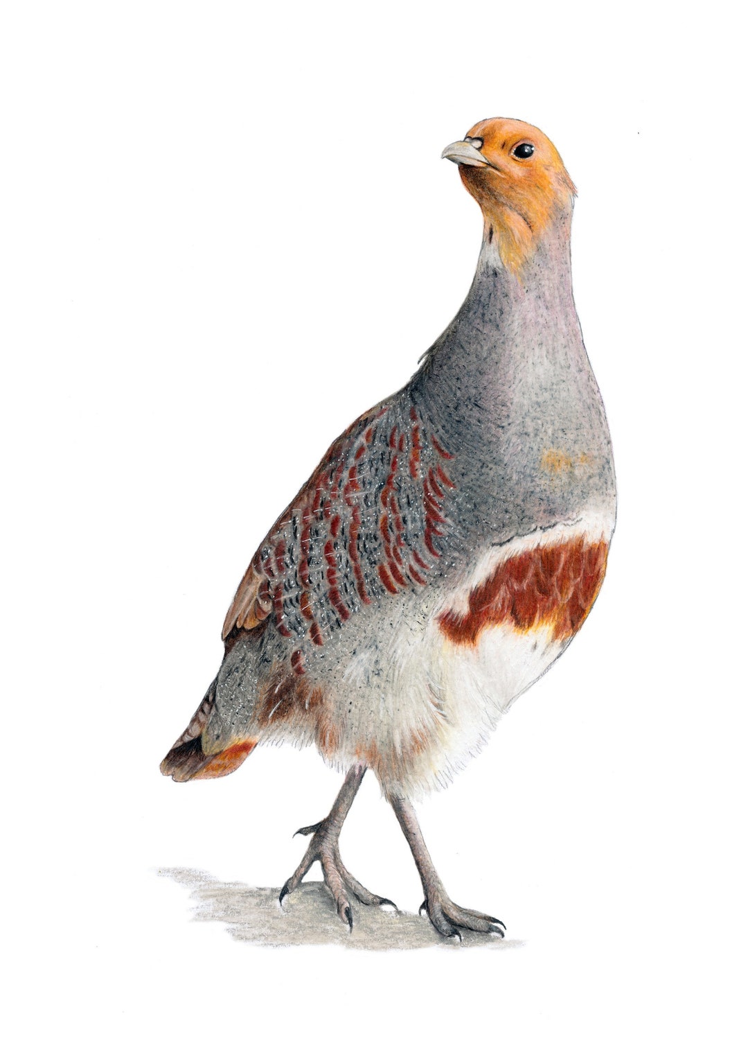 A4 Print English Partridge Grey Legged Partridge Game Birds - Etsy