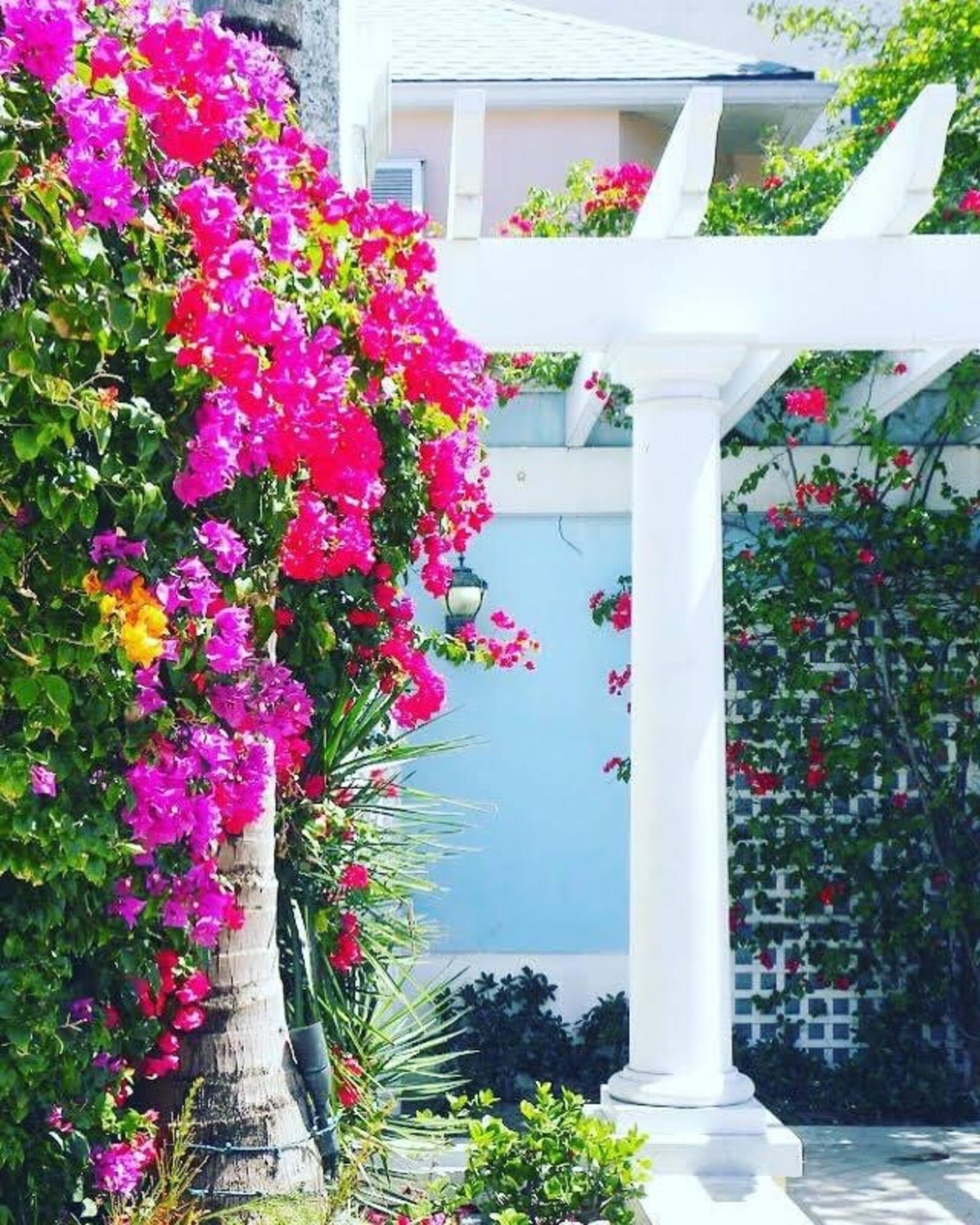 Floral Prints Flowers Nassau Bahamas Island Digital Art | Etsy